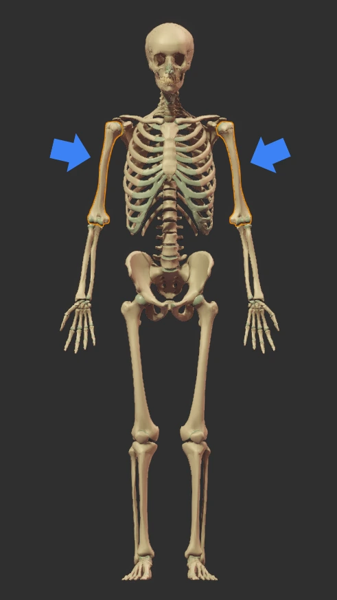 Humerus — Upper Limb | AnatomyQuest