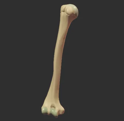 Humerus — Upper Limb | AnatomyQuest
