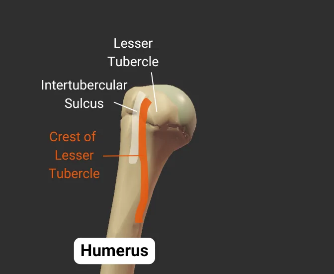 Humerus — Upper Limb | AnatomyQuest