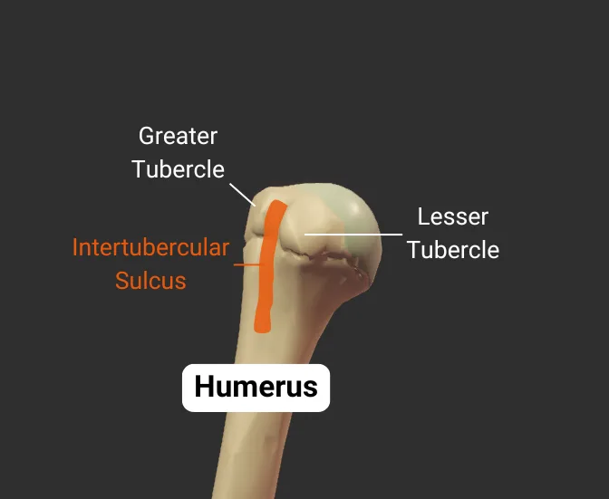 Humerus — Upper Limb | AnatomyQuest