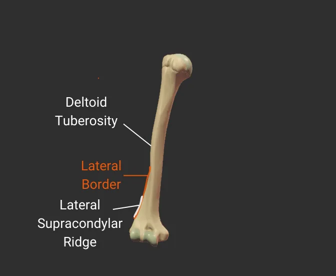 Humerus — Upper Limb | AnatomyQuest