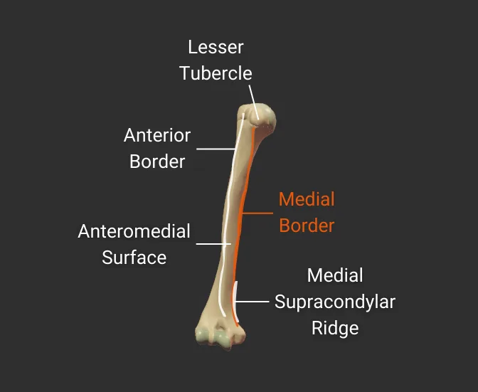 Humerus — Upper Limb | AnatomyQuest