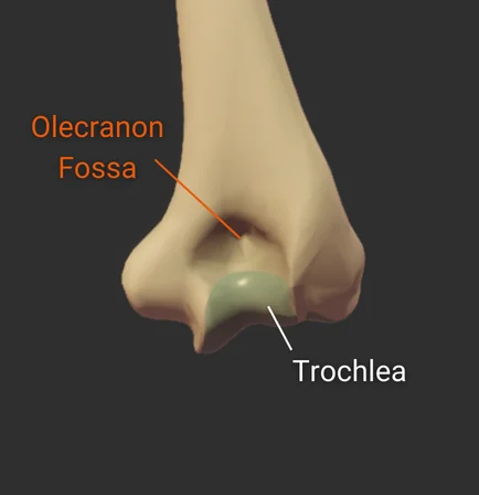 Humerus — Upper Limb | AnatomyQuest