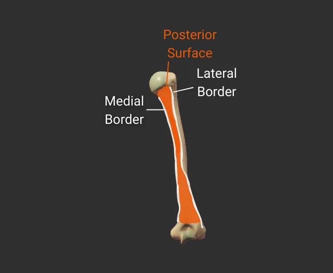 Humerus — Upper Limb | AnatomyQuest
