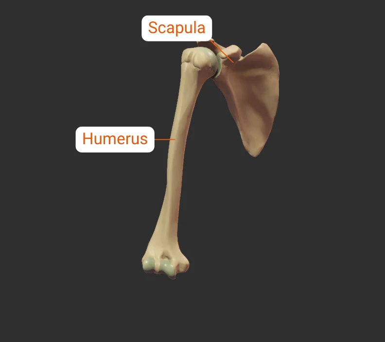 Humerus — Upper Limb | AnatomyQuest